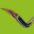 Digital Worm To Provide Artificial Consciousness