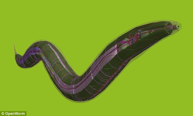 Digital Worm To Provide Artificial Consciousness